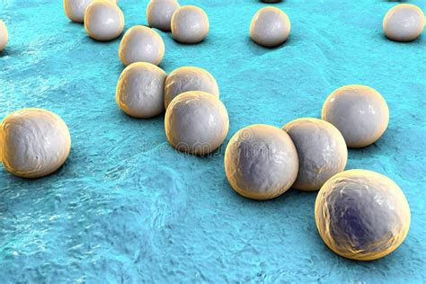 Staphylococci Staphylococcus Aureus Causes Diseases Infographics Vector Illustration Stock