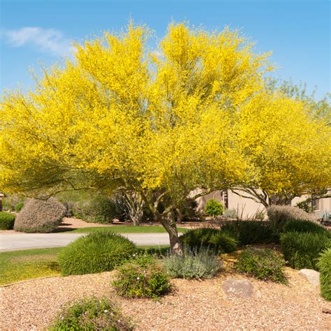 Buy Blue Palo Verde Phoenix Az Parkinsonia Florida Three Timbers