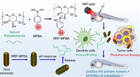 基于天然多糖的 Ph 响应型金纳米棒的构建，用于光热疗法和免疫疗法的联合治疗 Acs Applied Nano Materials X Mol