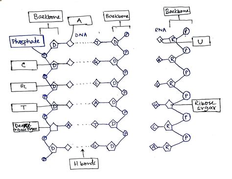 Solved Please Label The Image Of Nucleic Acid Structure Course Hero