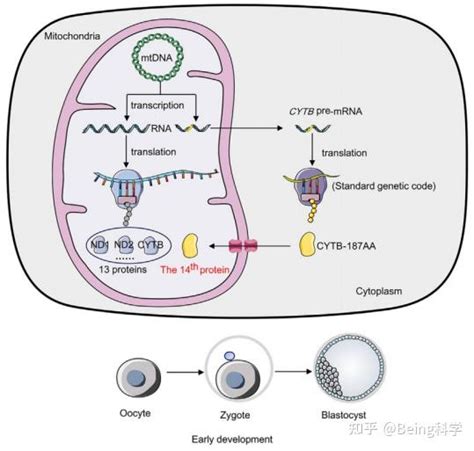 Cell子刊 重塑认知！发现线粒体基因编码第14个蛋白质 知乎