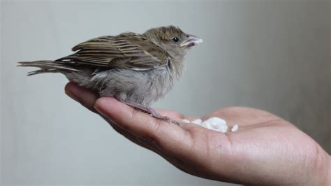 Newborn House Sparrow