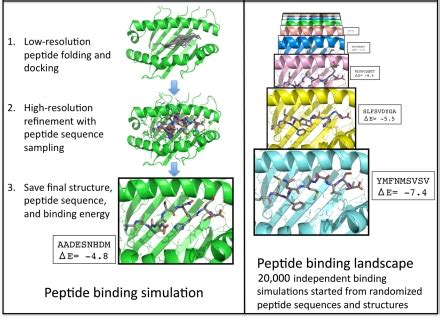 Large Scale Characterization Of Peptide MHC Binding Landscapes With