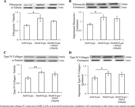 Figure 1 From Cation Independent Mannose 6 Phosphate Receptor Inhibitor Pxs25 Inhibits ﬁbrosis