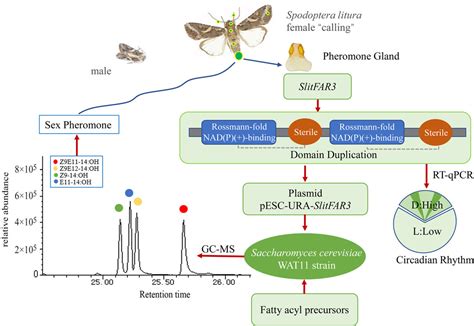 A Novel Domain‐duplicated Slitfar3 Gene Involved In Sex Pheromone
