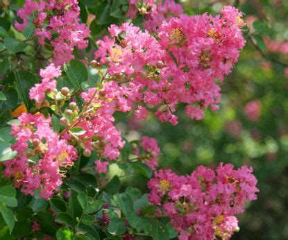 How To Grow Crepe Myrtle In Pots Container Garden Advice Homes And Gardens