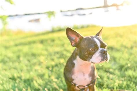 Find Out Why Full Grown French Bulldog Chihuahua Mix Is Awesome The