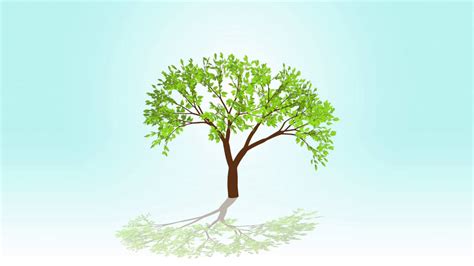 Tree Growing Animation
