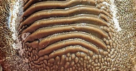 Ptychodus Shell Crusher Shark Tooth Album On Imgur