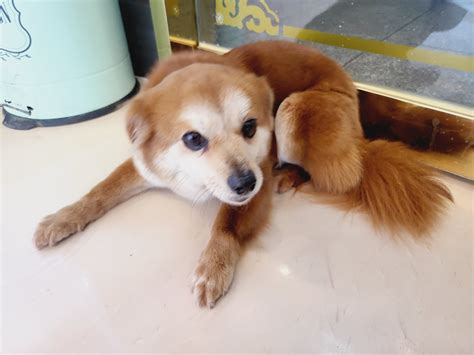 믹스견 누룽지 코리안숏헤어 비숑프리제분양 치와와분양 고양이보호소 광주유기견보호센터 광주광역시유기견보호센터 유기견보호센터봉사 리트리버분양 강아지무료분양 유기견무료분양