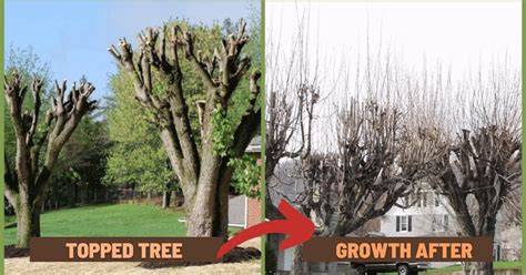 What Is Tree Topping Strobert Tree Services