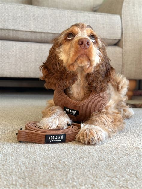 Choc Chip Bundle Moo And Mai