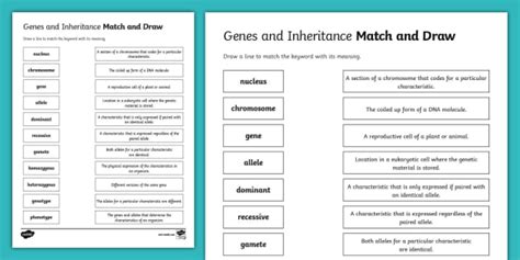 Inheritance Worksheet Answer Key Mendel And Genetic Crossing Teaching