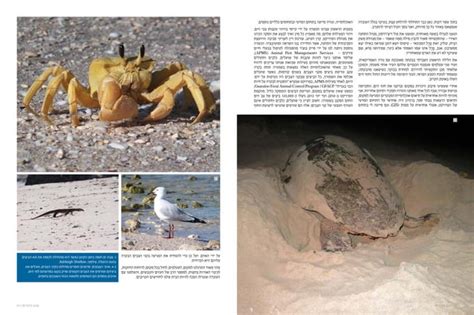 Turtle Ppt
