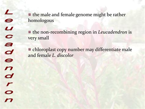 Ppt Sex Determination Powerpoint Presentation Free Download Id 850134