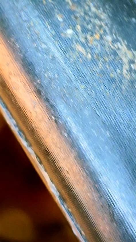 Spider Mites Or Predator Rplantclinic