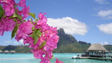 Beach Flowers Wallpapers Wallpaper Cave