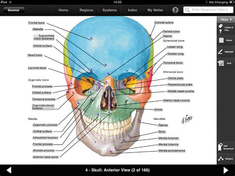 Skull Bones Anatomy Netter