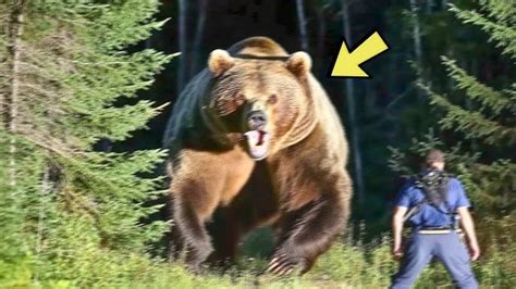 Worlds Largest Grizzly Bear Giant Alaskan Brown Bear Breaks World