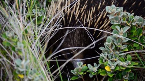 Echidna Fact Sheet Blog Nature Pbs