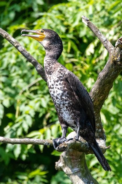 Premium Photo Cormorant In The Sunlight On A Perch A Tree