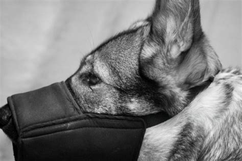 6 Diy Dog Muzzles Make Your Own Muzzle