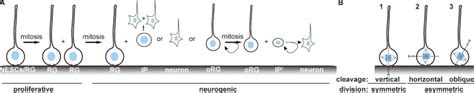 Mitotic Spindle Disorientation And Disease Cause Or Consequence Pmc