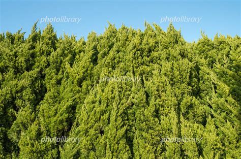 カイヅカイブキ 写真素材 4775852 フォトライブラリー photolibrary