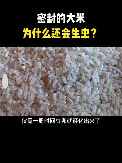 密封的大米为什么还会生虫 大米 生虫 科普 Youtube