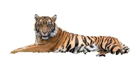Gambar Harimau Sumatera Png Vektor Psd Dan Clipart Dengan Background