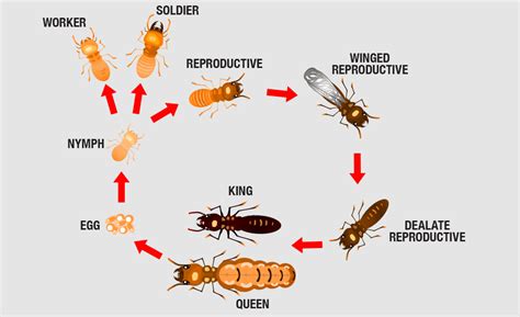 Ultimate Guide To Termite Control How To Get Rid Of Termites And