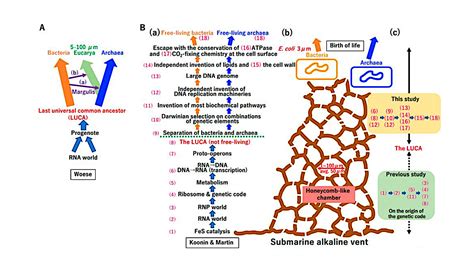 The Possible Crystallization Process In The Origin Of Bacteria Archaea