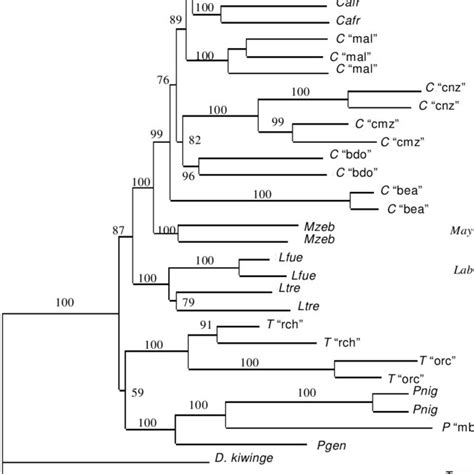 The Dendrogram Indicating The Phylogenetic Position Of The Genus Download Scientific Diagram