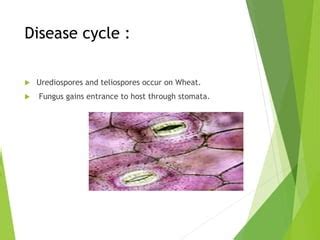 Stem Rust Of Wheat PPTX