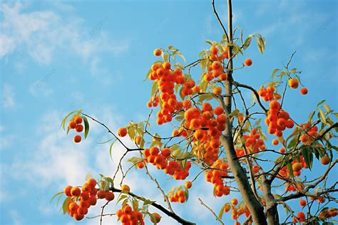 A Tree With Yellow Fruits Background Autumn Persimmon Persimmon Tree