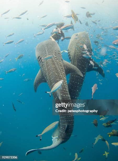 Whale Shark Diving Photos And Premium High Res Pictures Getty Images