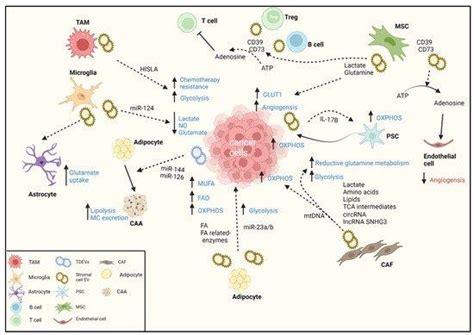 什么是细胞外囊泡？ 知乎