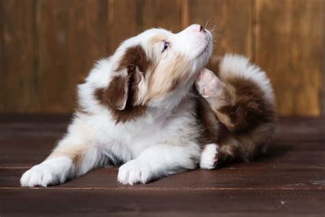 What Is Puppy Pyoderma Torrance Vets