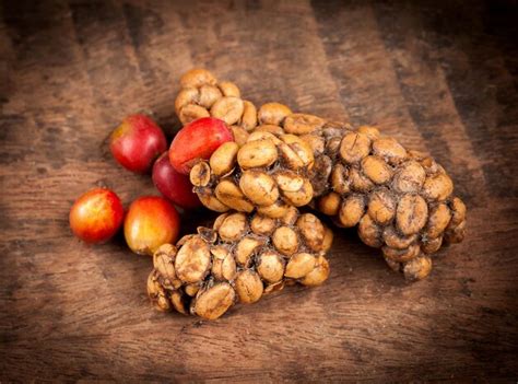 Premium Photo Cocoa Beans And Cocoa Pod On A Wooden Surface