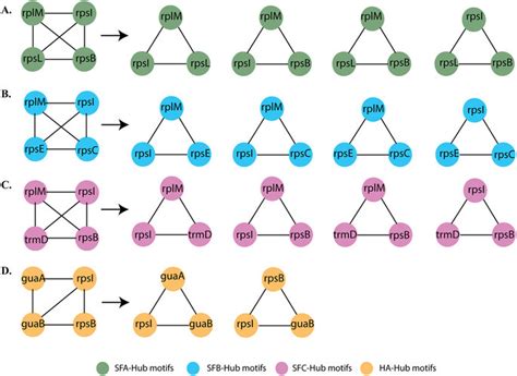 hub motifs in the acinetobacter strains ppi network a hub node
