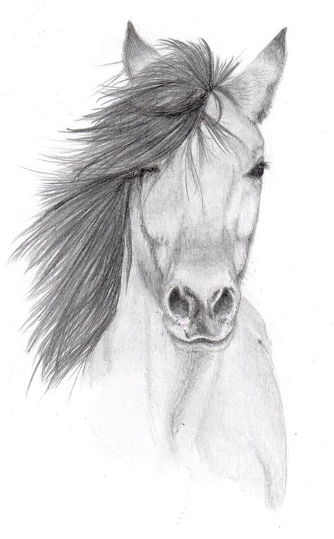 Pin By 𝑳𝒂𝒌𝒔 On Scetches Pencil Sketches Of Animals Horse Drawings