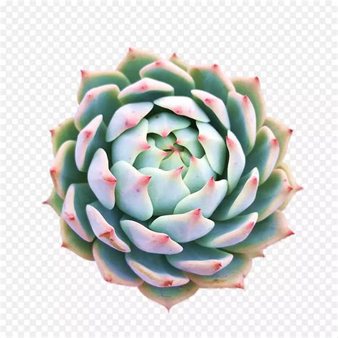 可爱 多肉 植物PNG图片素材下载 图片编号vaqnvveq 免抠素材网