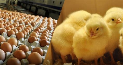 ჩვენი საწარმოები