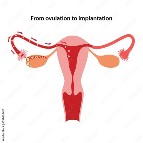 Female Reproductive System Diagram Of Process From Ovulation To