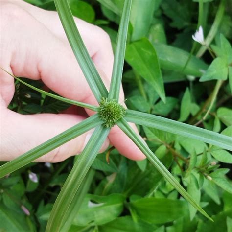 Great Kyllingia Kyllinga Erecta — Edible Plant Edible Plant Database