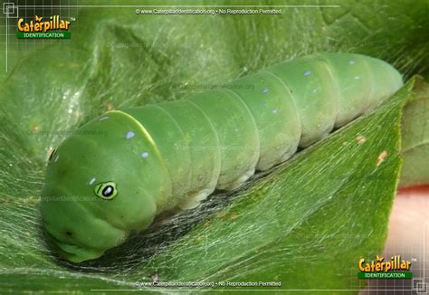 Eastern Tiger Swallowtail Caterpillar