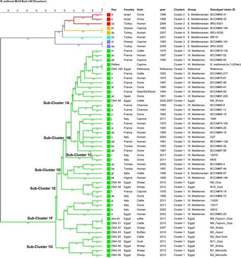 Dendrogram Based On Categorical Similarity Coefficient Of 12 B