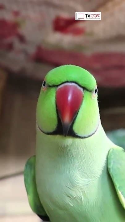 කතා කරන අපුර්ව ගිරවා Youtube