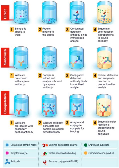 Basic Principle Of Enzyme‐linked Immunosorbent Assay Elisa Download Scientific Diagram