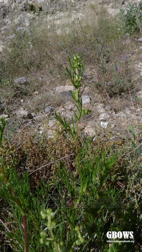 藏沙蒿 Artemisia wellbyi Hemsl et Pearson